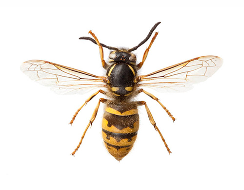Wasps – Avanti Pest Solutions Ltd